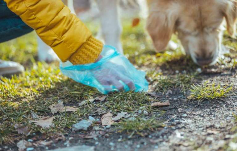 Starting A Pet Business: 15 Profitable Pet-Related Business Ideas